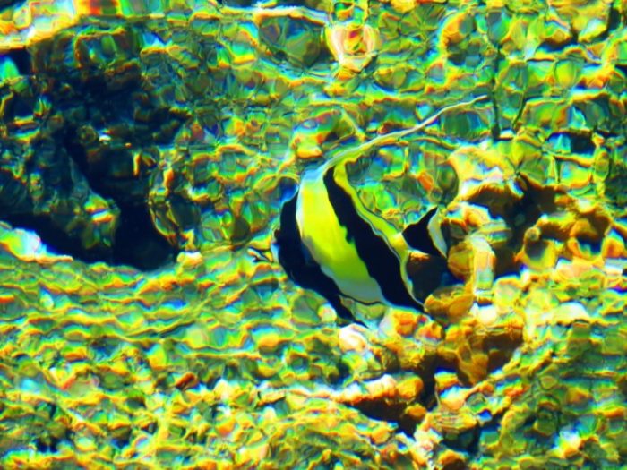 Finding Peace in Hawaii at Kapoho Tidepools — sightDOING