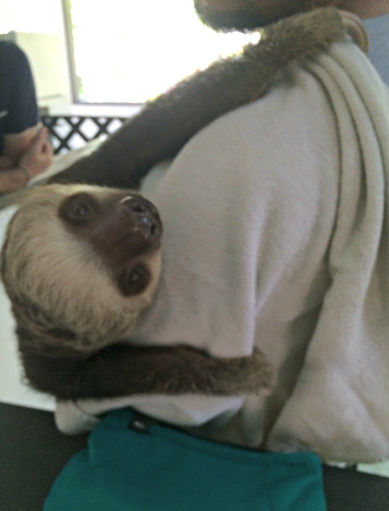 Hanging with Sloths at the Costa Rica Sloth Sanctuary