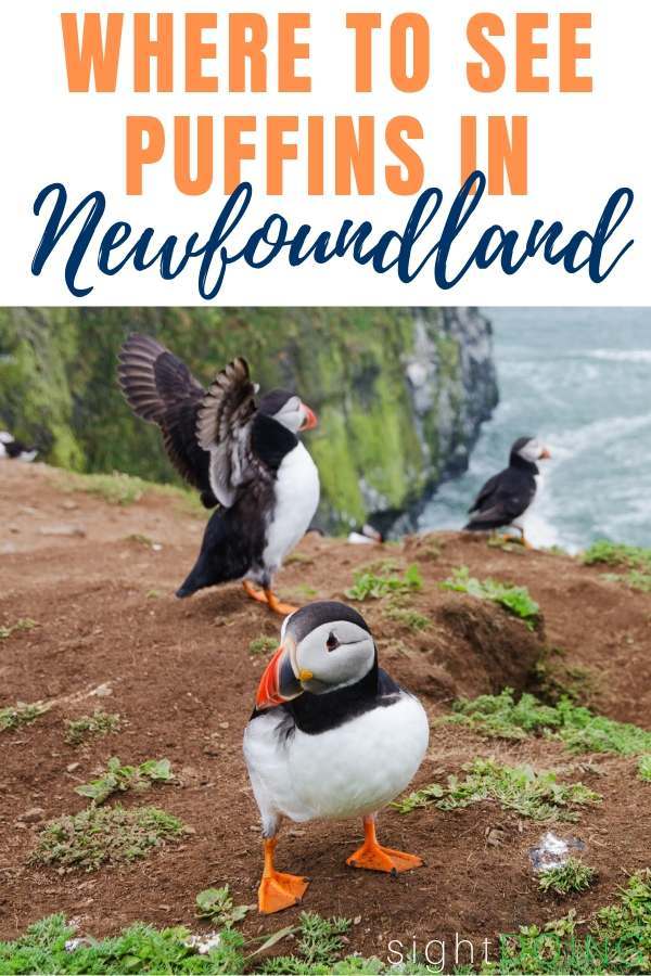 Where to See Some of the 600,000 Puffins in Newfoundland