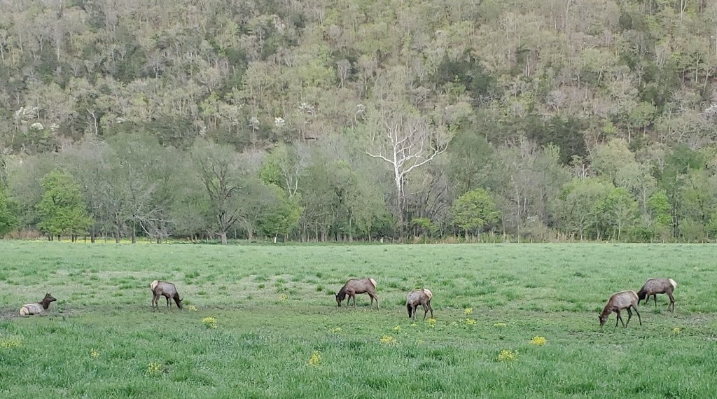 Where to See Elk in Arkansas — sightDOING