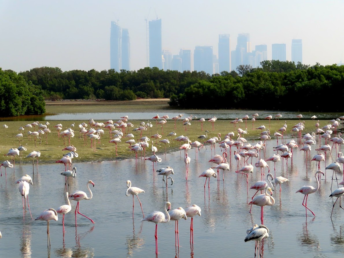 Everything That Surprised Me About the UAE — sightDOING